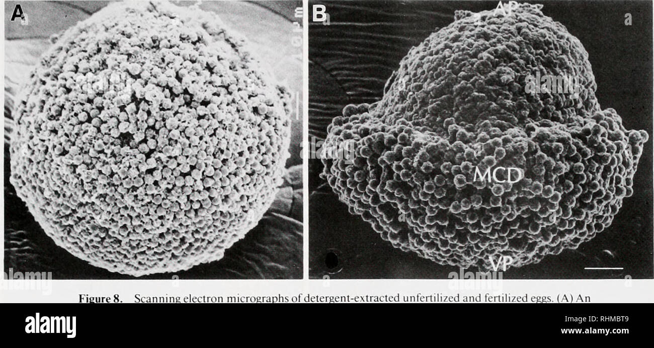 . The Biological bulletin. Biology; Zoology; Biology; Marine Biology ...