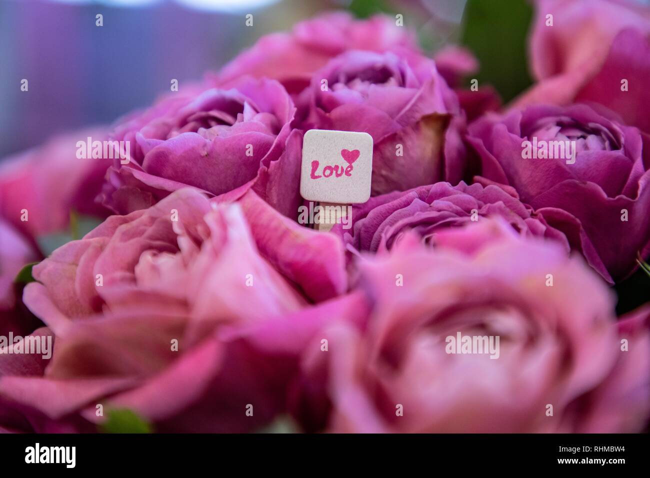 Beautiful pink roses Stock Photo - Alamy