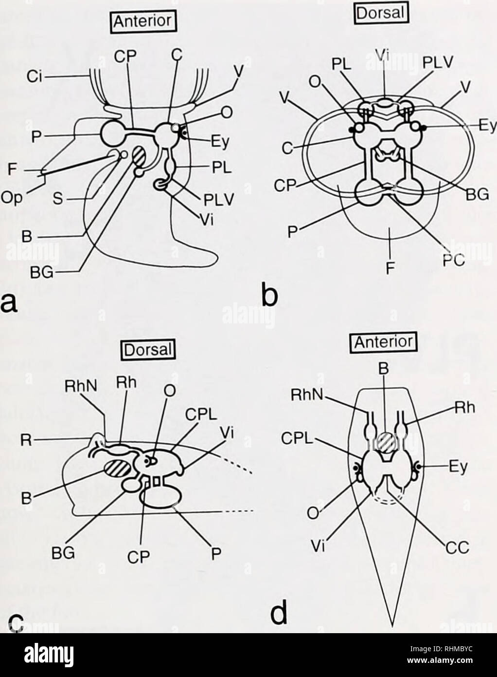 Nudibranch Diagram