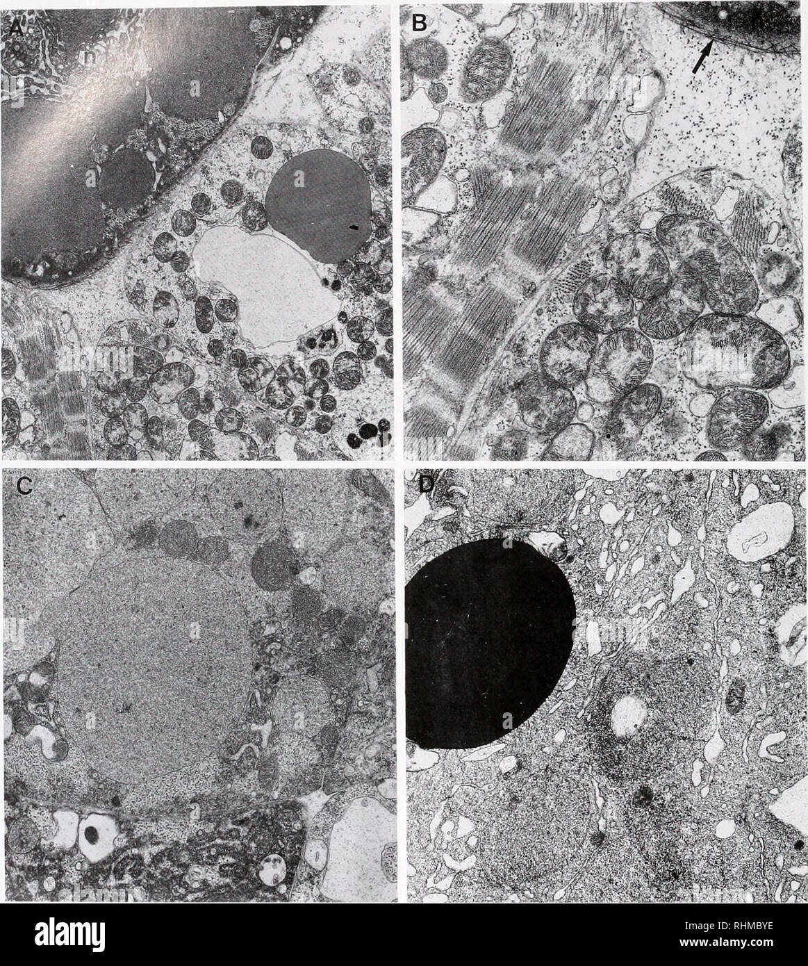 . The Biological bulletin. Biology; Zoology; Biology; Marine Biology ...