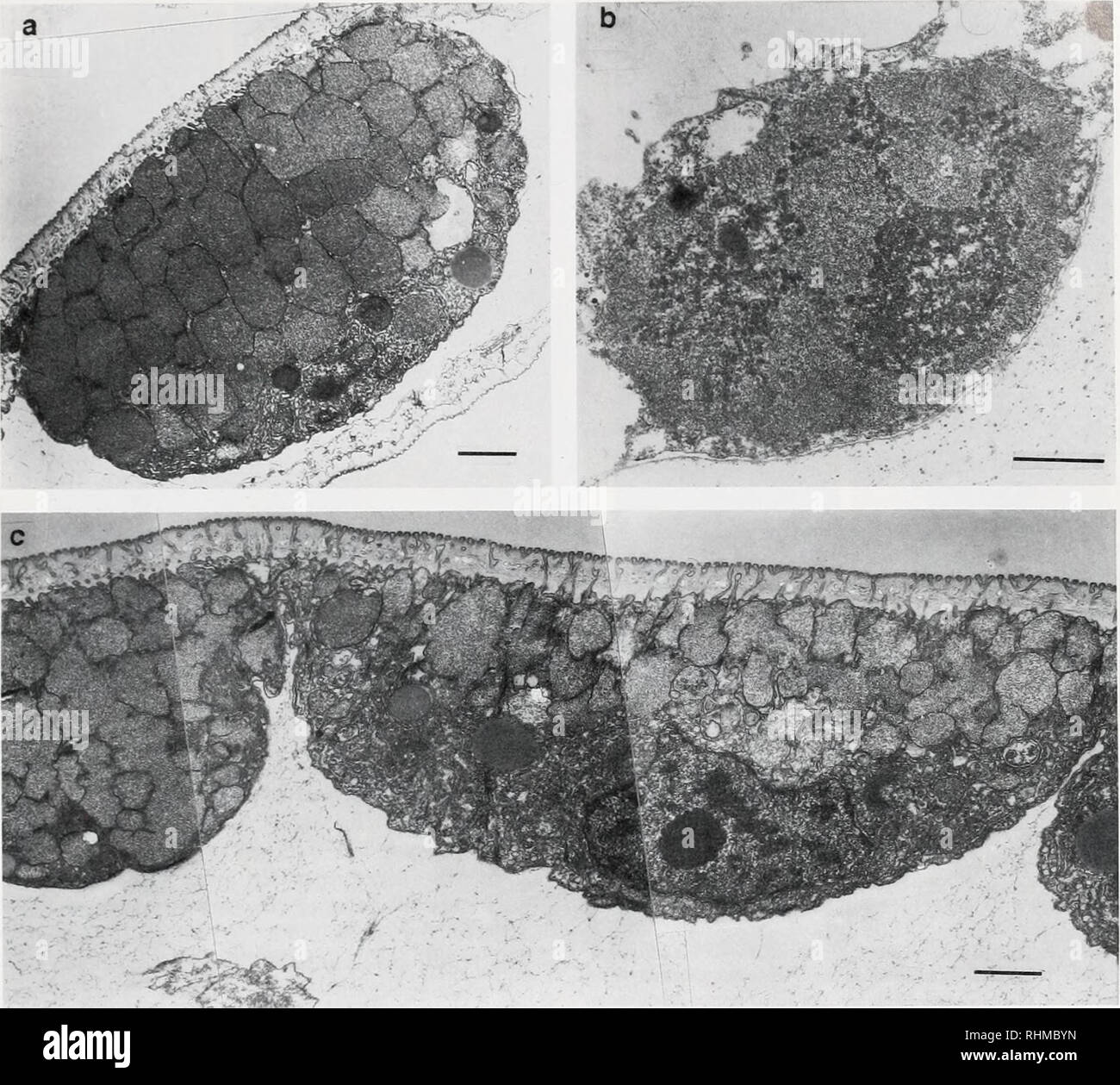 Epidermal cells with scale hi-res stock photography and images - Alamy