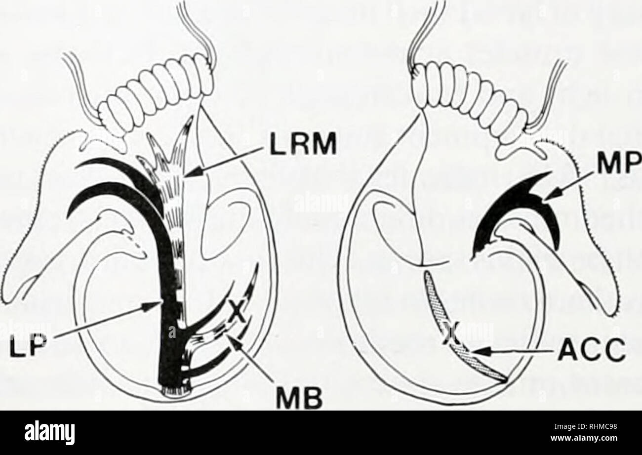 Cephalopodium hi-res stock photography and images - Alamy