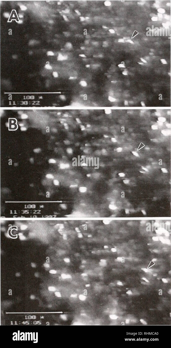 . The Biological bulletin. Biology; Zoology; Biology; Marine Biology ...