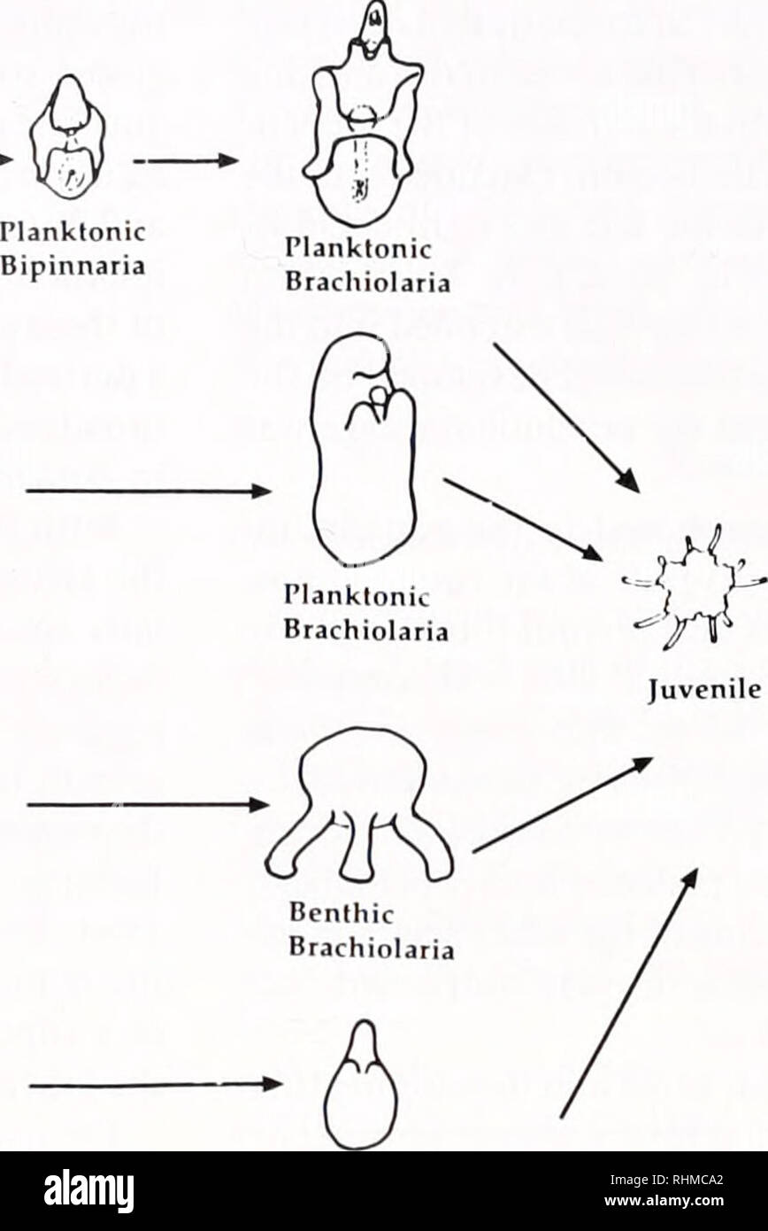 Patiriella parvivipara hi-res stock photography and images - Alamy