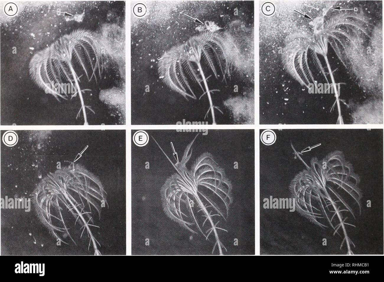 M e emson hi-res stock photography and images - Alamy
