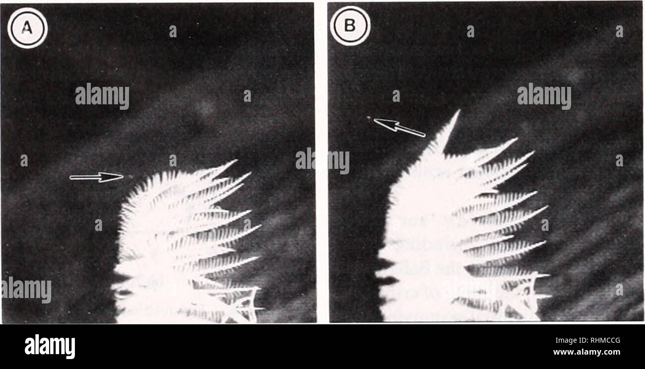 . The Biological bulletin. Biology; Zoology; Biology; Marine Biology ...