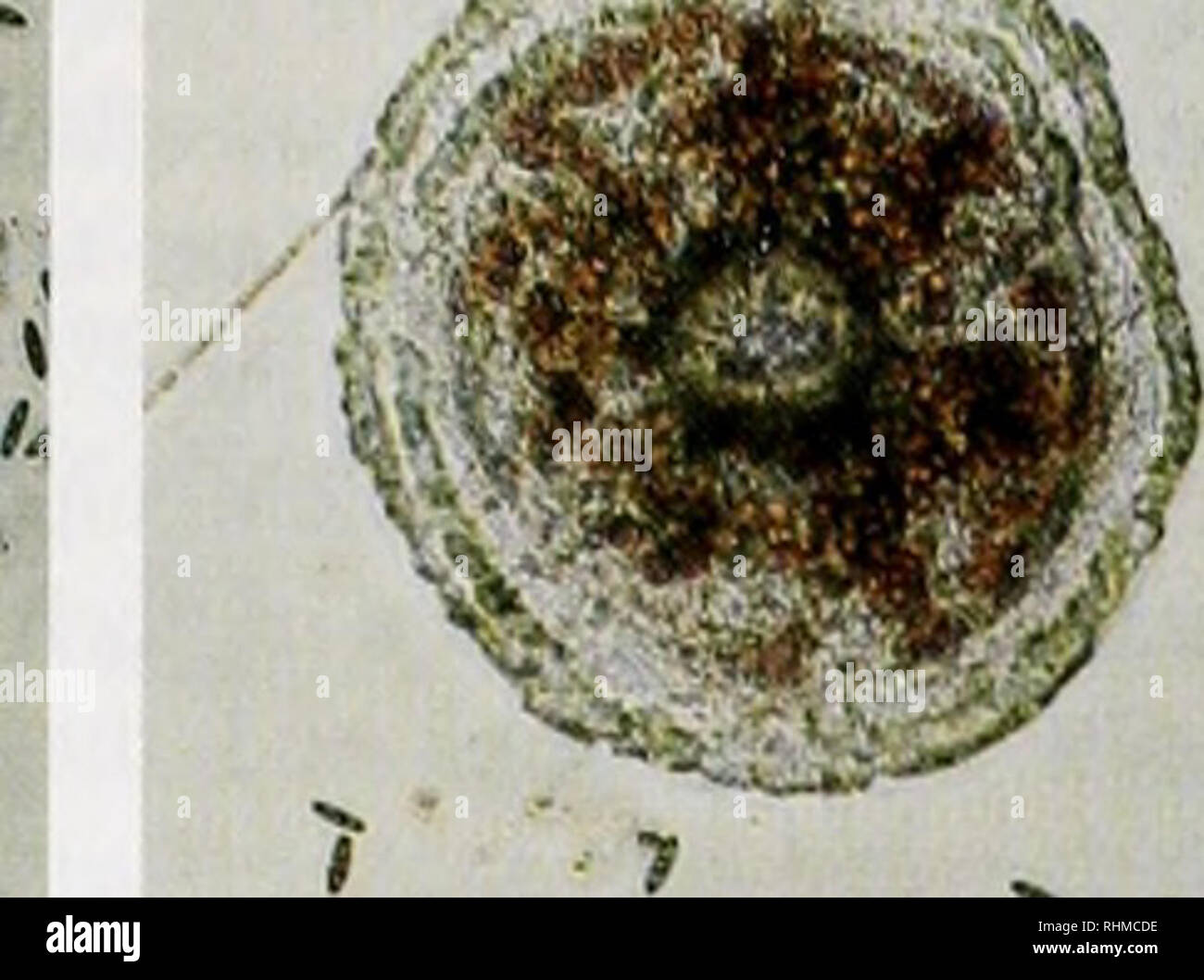 Zooxanthellate hi-res stock photography and images - Alamy