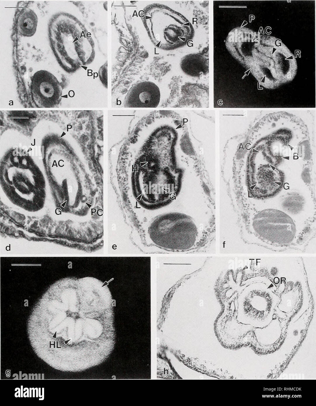 . The Biological bulletin. Biology; Zoology; Biology; Marine Biology ...