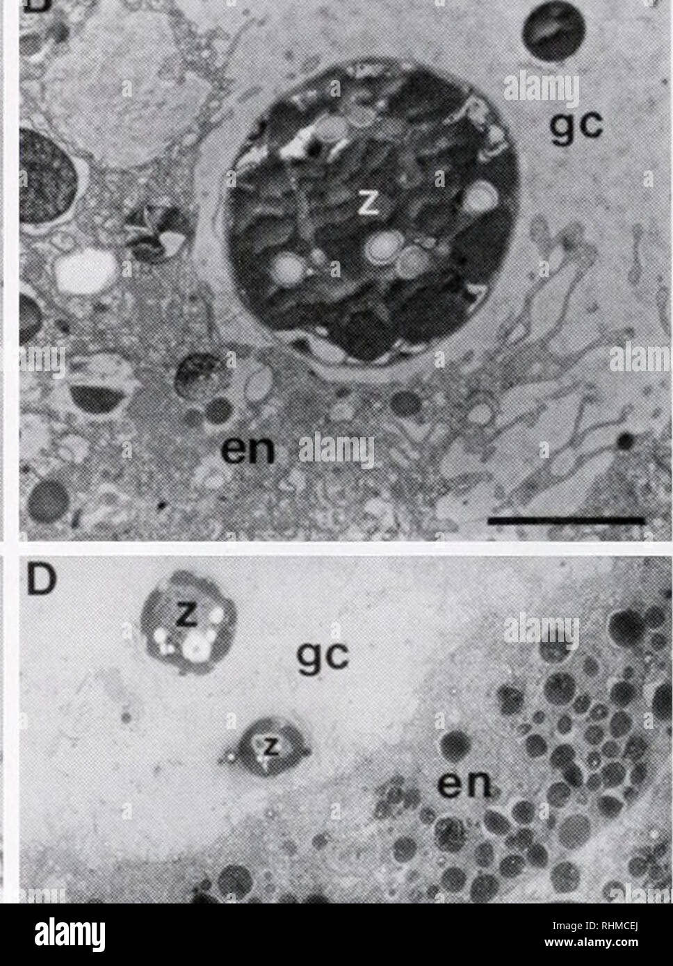 . The Biological bulletin. Biology; Zoology; Biology; Marine Biology ...