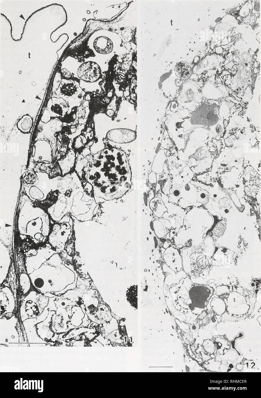 Botrylloides hi-res stock photography and images - Alamy