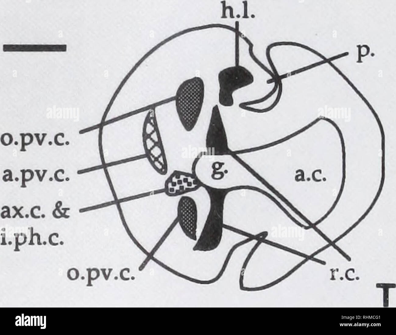 Mesogen hi-res stock photography and images - Alamy