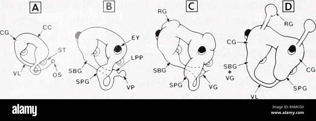 . The Biological bulletin. Biology; Zoology; Biology; Marine Biology ...