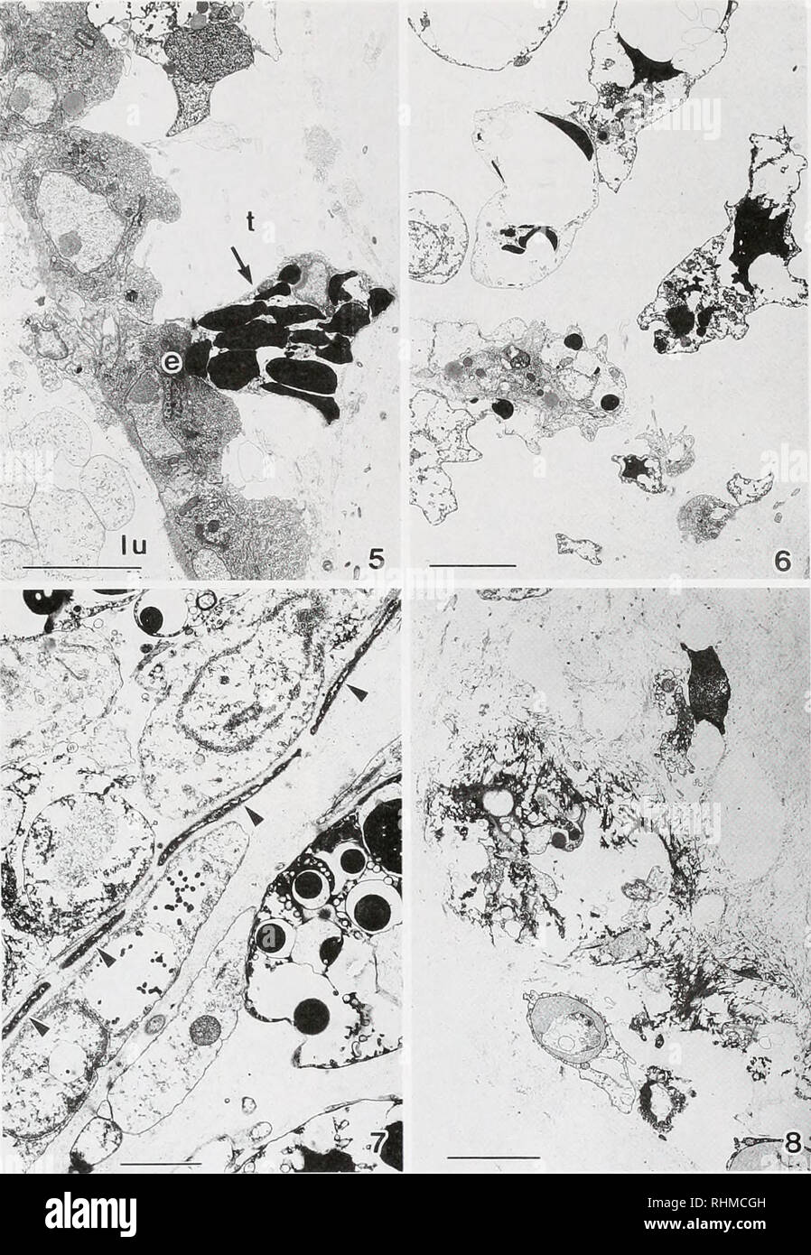 Botrylloides Stock Photos & Botrylloides Stock Images - Alamy