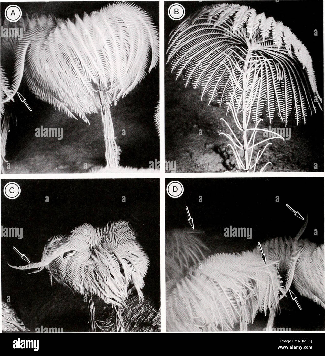 Drooping posture hi-res stock photography and images - Alamy