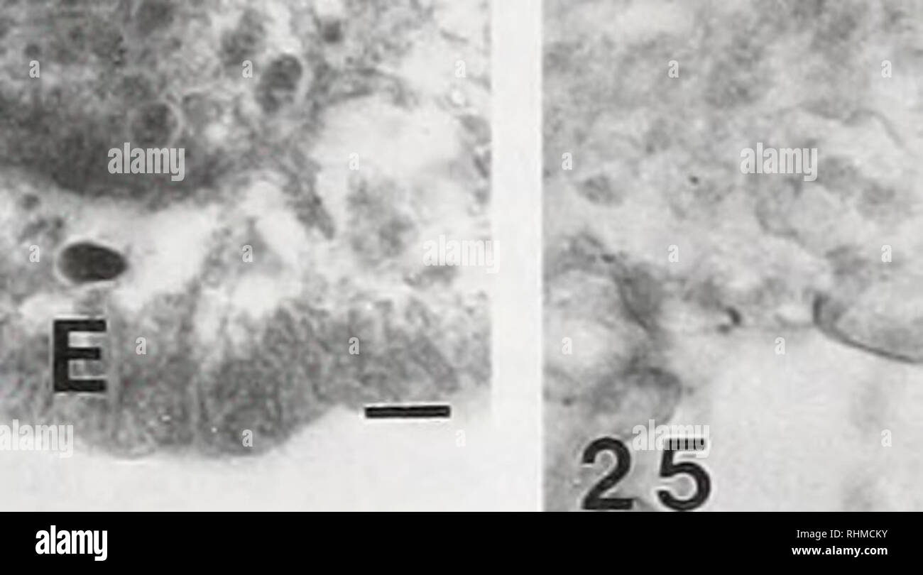 . The Biological bulletin. Biology; Zoology; Biology; Marine Biology ...