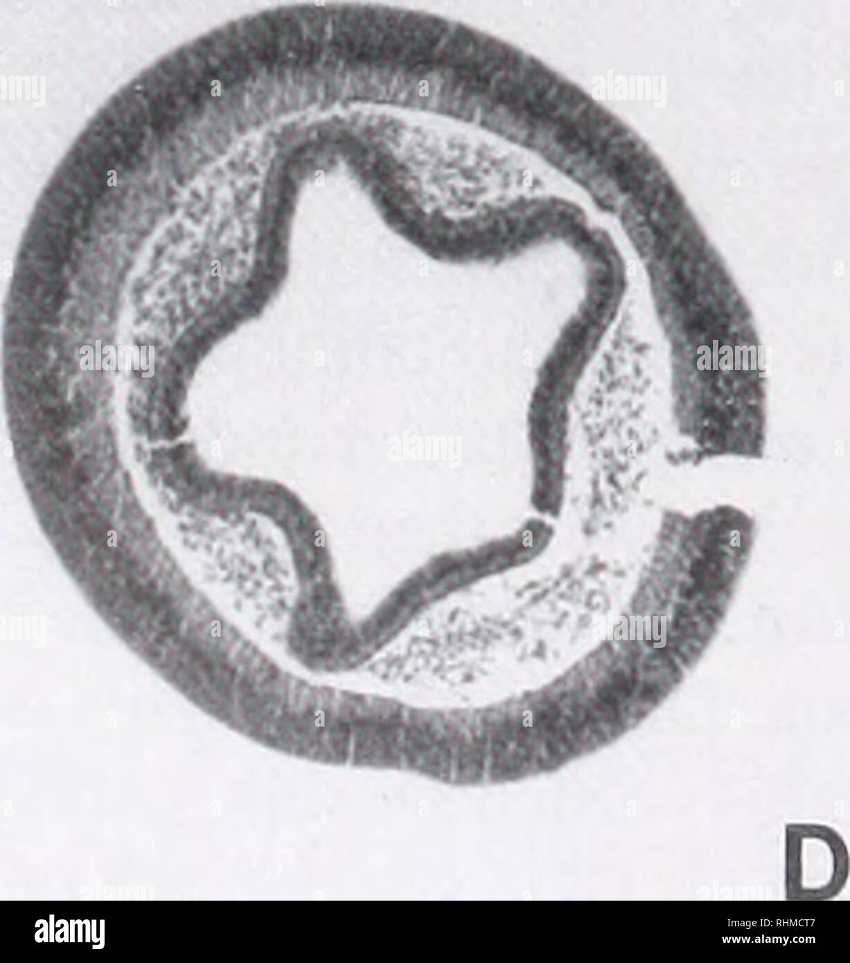 Blastocoel hi-res stock photography and images - Alamy