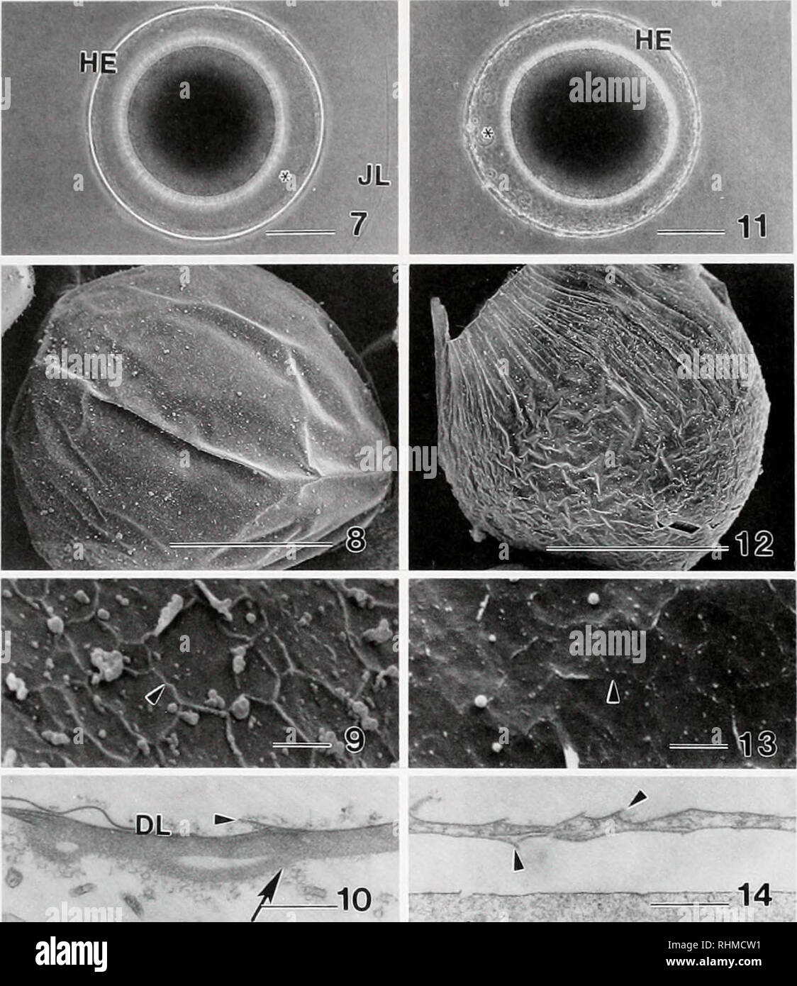 Pvs 14 hi-res stock photography and images - Alamy