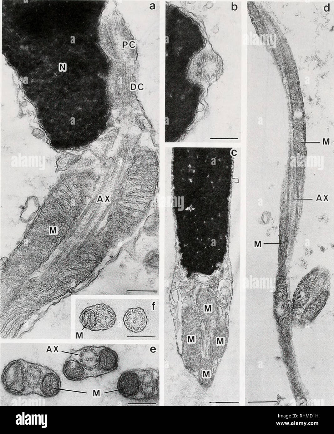 . The Biological bulletin. Biology; Zoology; Biology; Marine Biology ...