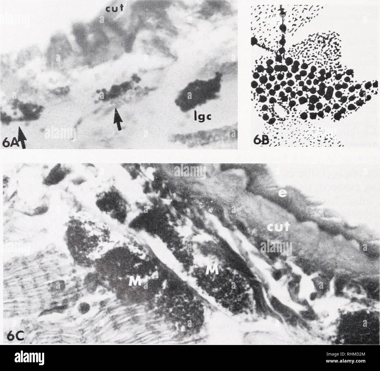 . The Biological bulletin. Biology; Zoology; Biology; Marine Biology ...