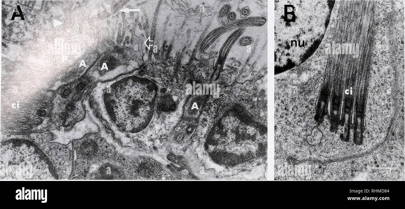 . The Biological bulletin. Biology; Zoology; Biology; Marine Biology ...
