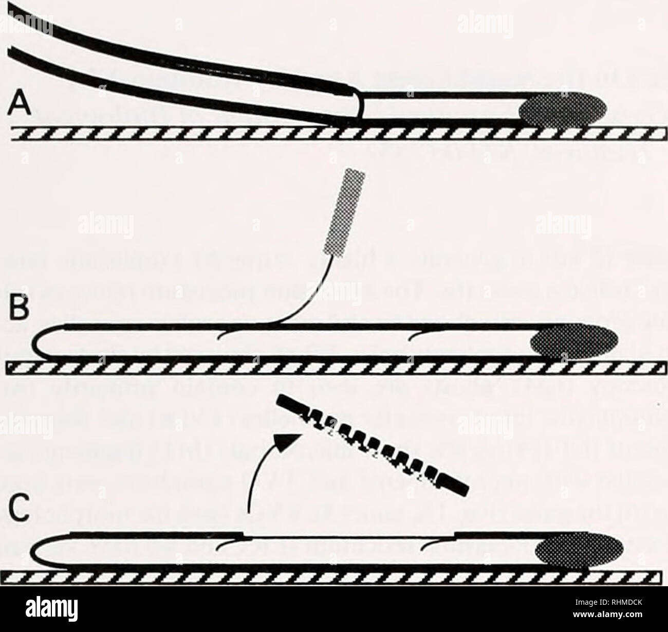 . The Biological bulletin. Biology; Zoology; Biology; Marine Biology ...