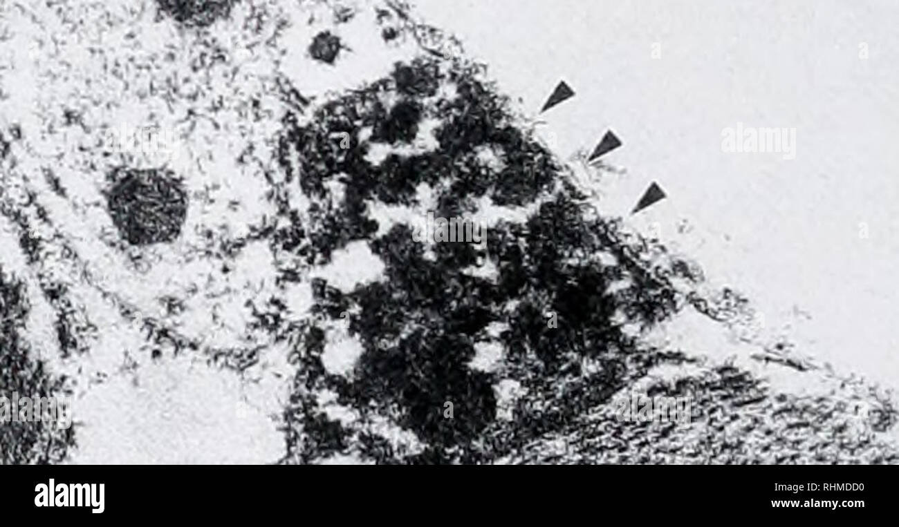 . The Biological bulletin. Biology; Zoology; Biology; Marine Biology ...