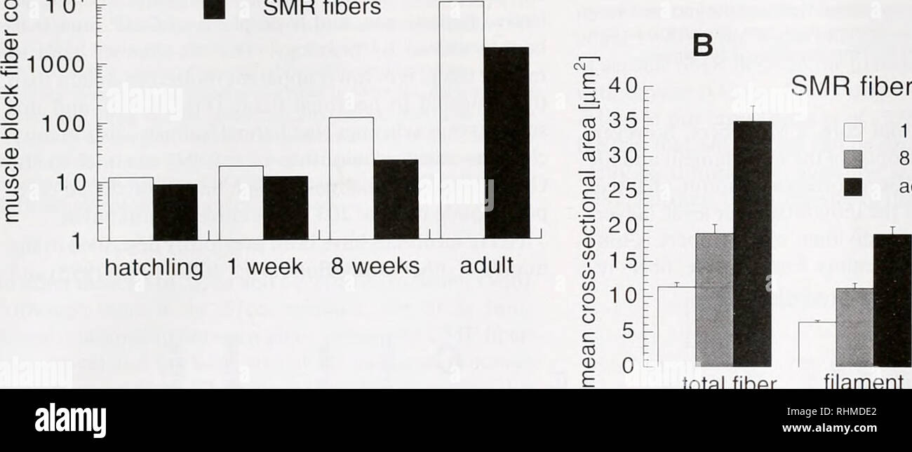 Muscle fiber histology hi-res stock photography and images - Alamy