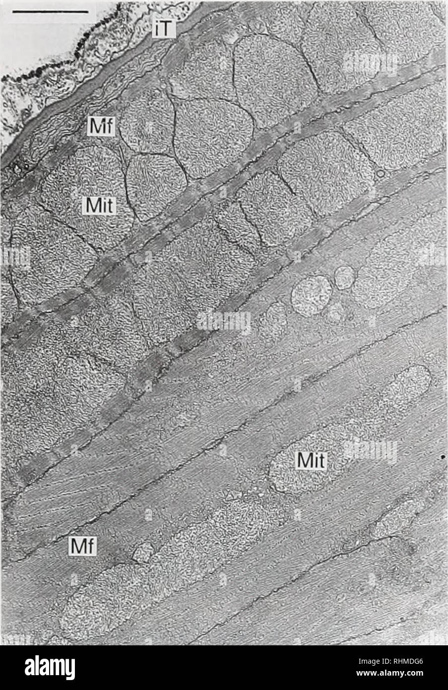 . The Biological bulletin. Biology; Zoology; Biology; Marine Biology ...