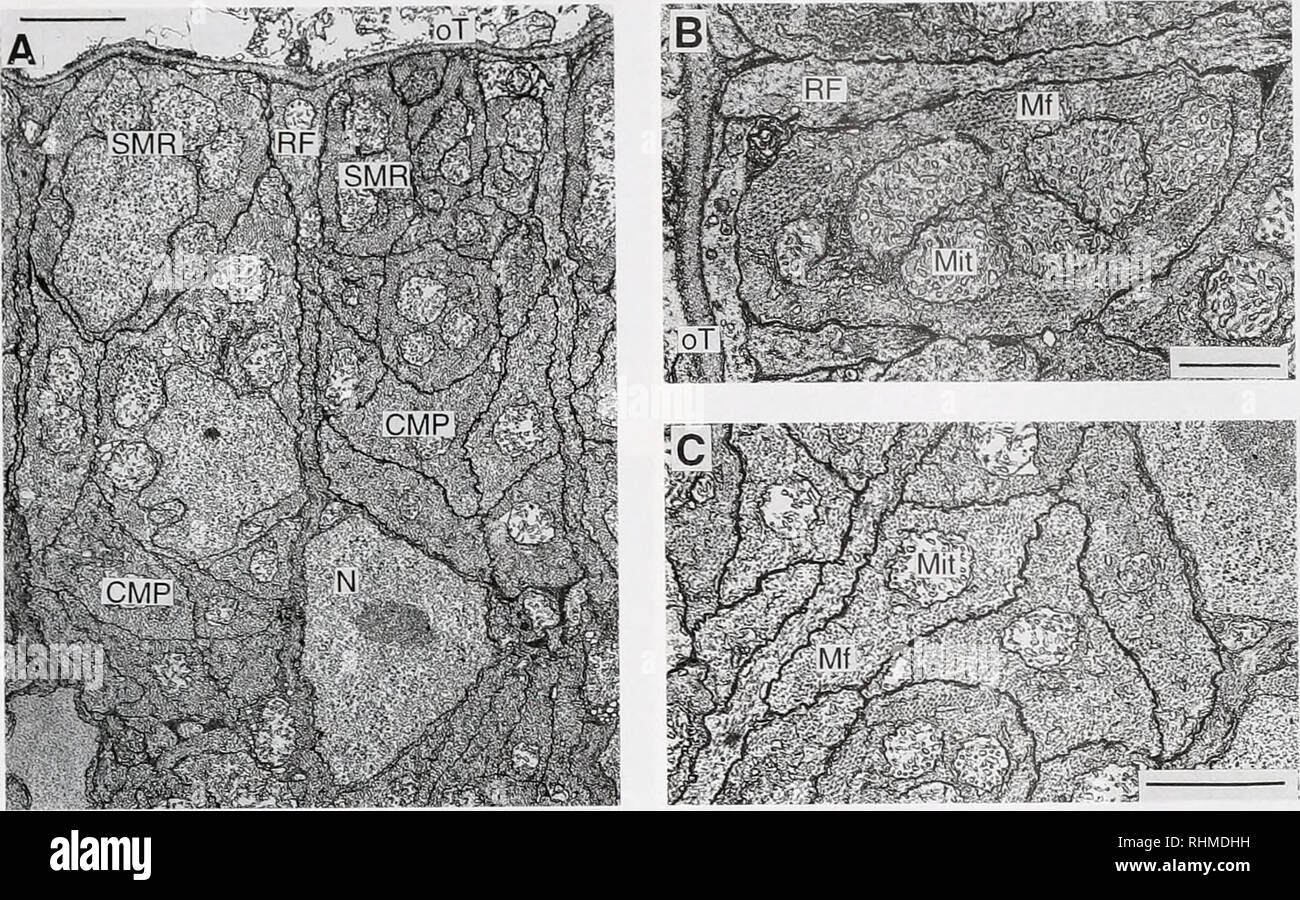 . The Biological bulletin. Biology; Zoology; Biology; Marine Biology ...