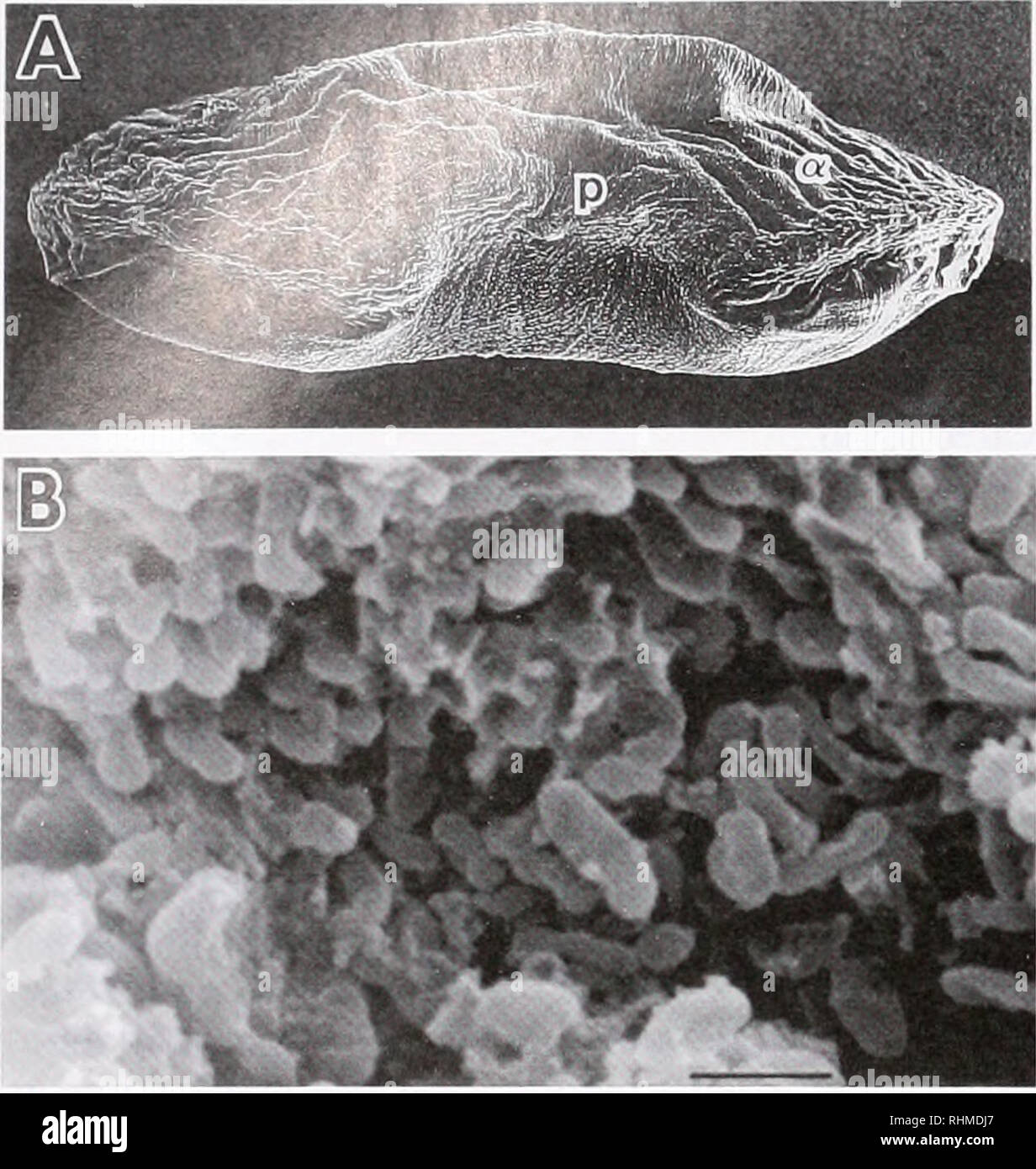 Squids life cycle hi-res stock photography and images - Alamy
