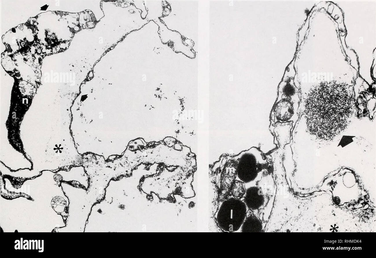 . The Biological bulletin. Biology; Zoology; Biology; Marine Biology ...