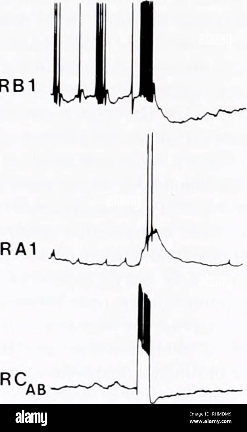 . The Biological bulletin. Biology; Zoology; Biology; Marine Biology. T ...
