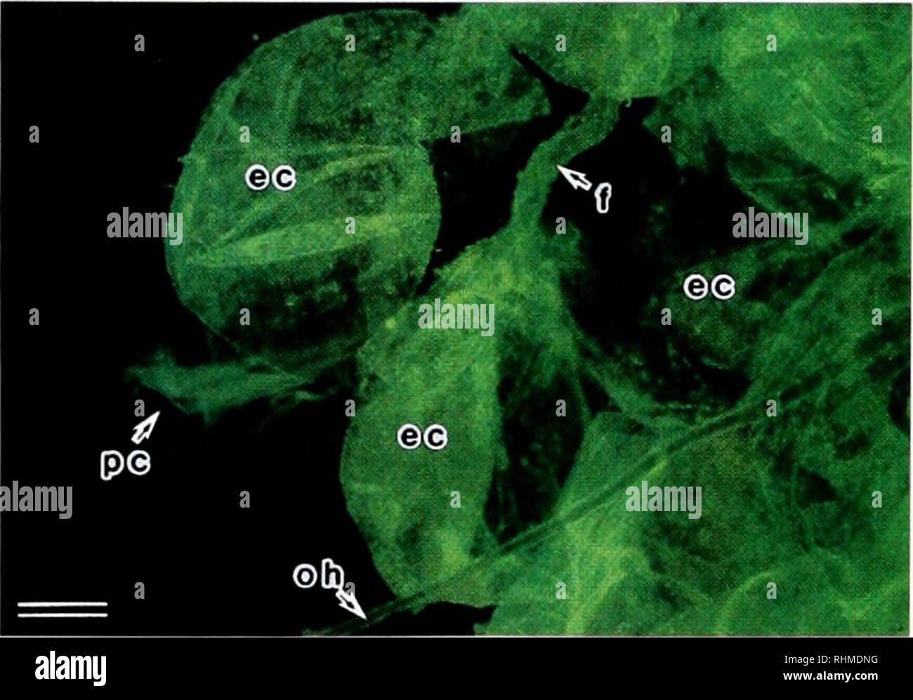 . The Biological bulletin. Biology; Zoology; Biology; Marine Biology ...
