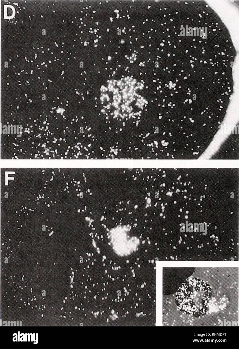 . The Biological bulletin. Biology; Zoology; Biology; Marine Biology. B ...