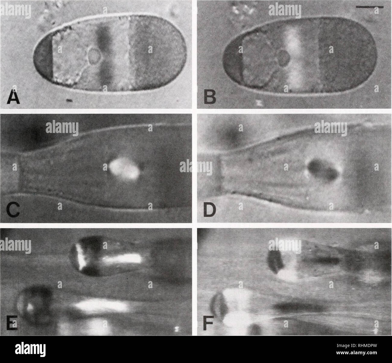 Polarizing microscope hi-res stock photography and images - Alamy