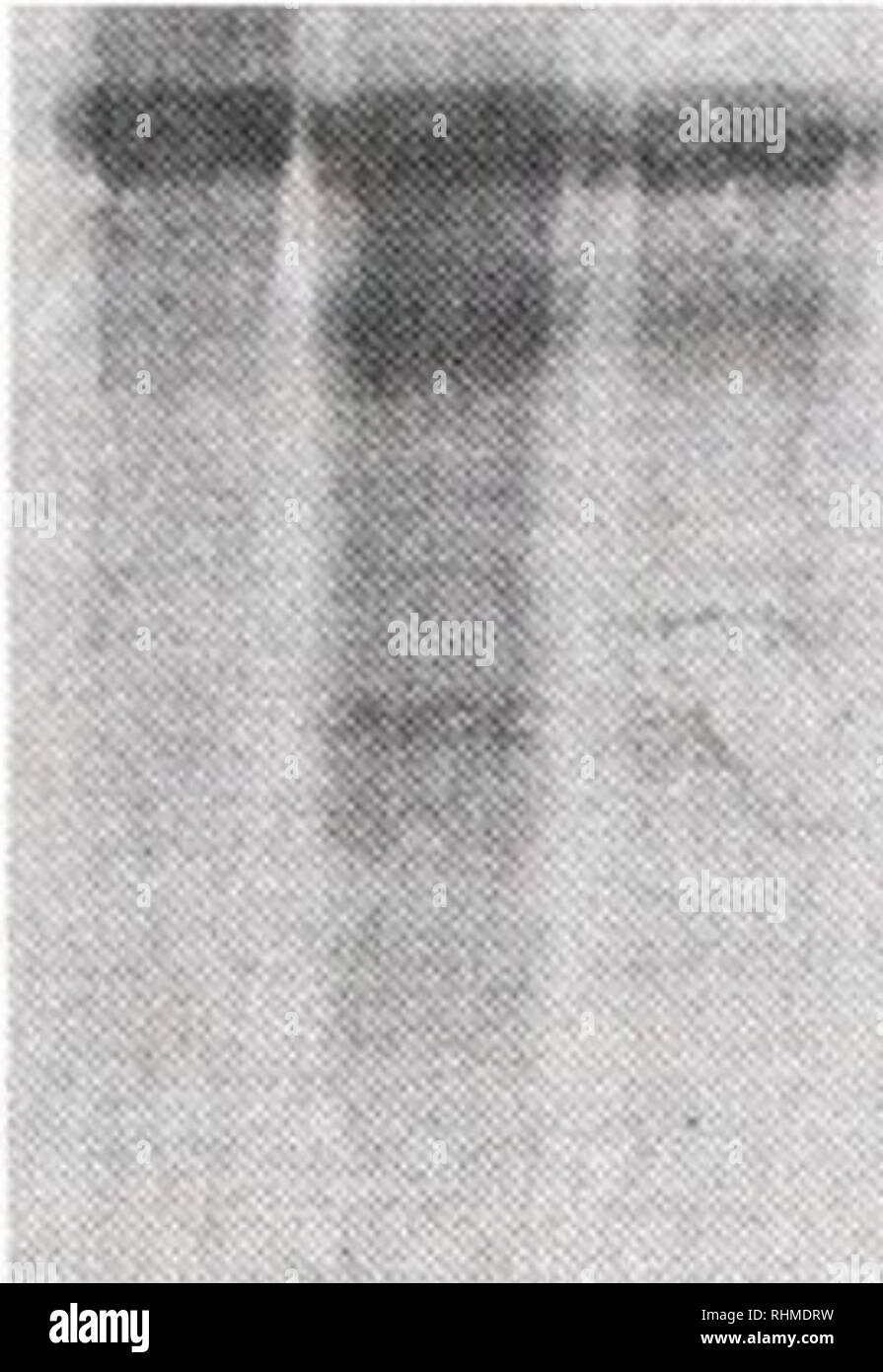 . The Biological bulletin. Biology; Zoology; Biology; Marine Biology ...