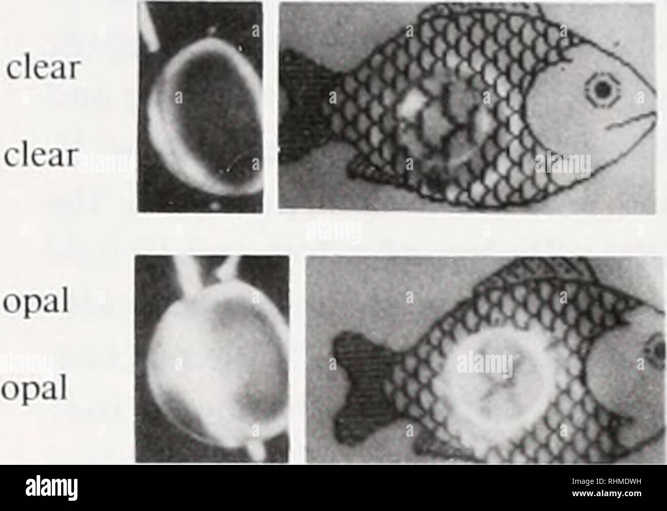 40 mm lens hi-res stock photography and images - Alamy