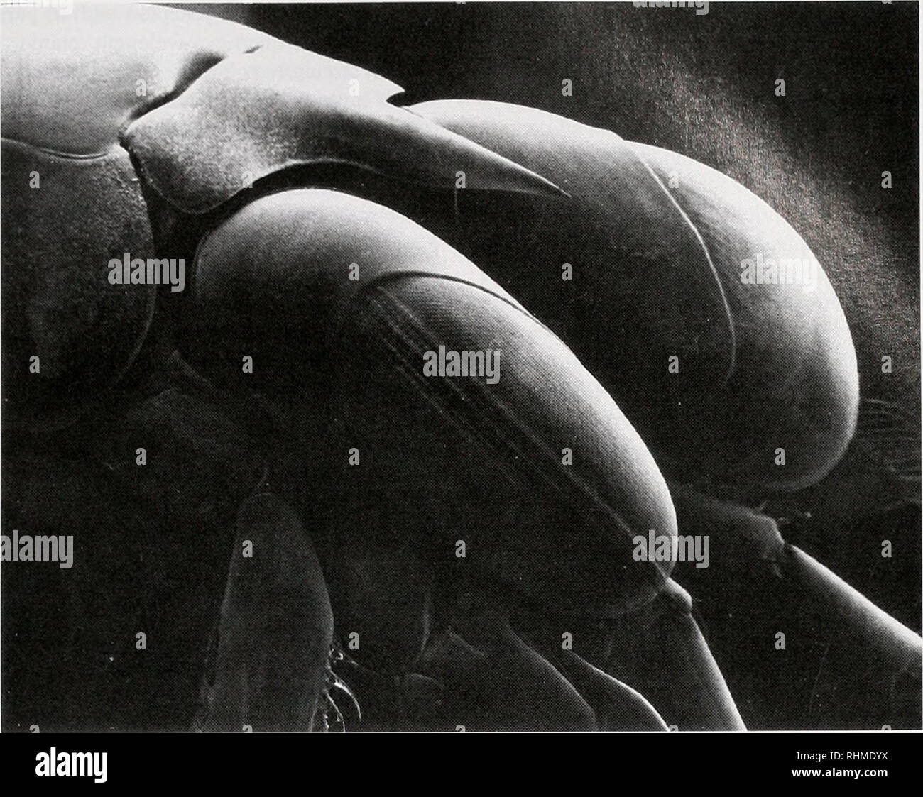 . The Biological bulletin. Biology; Zoology; Biology; Marine Biology ...