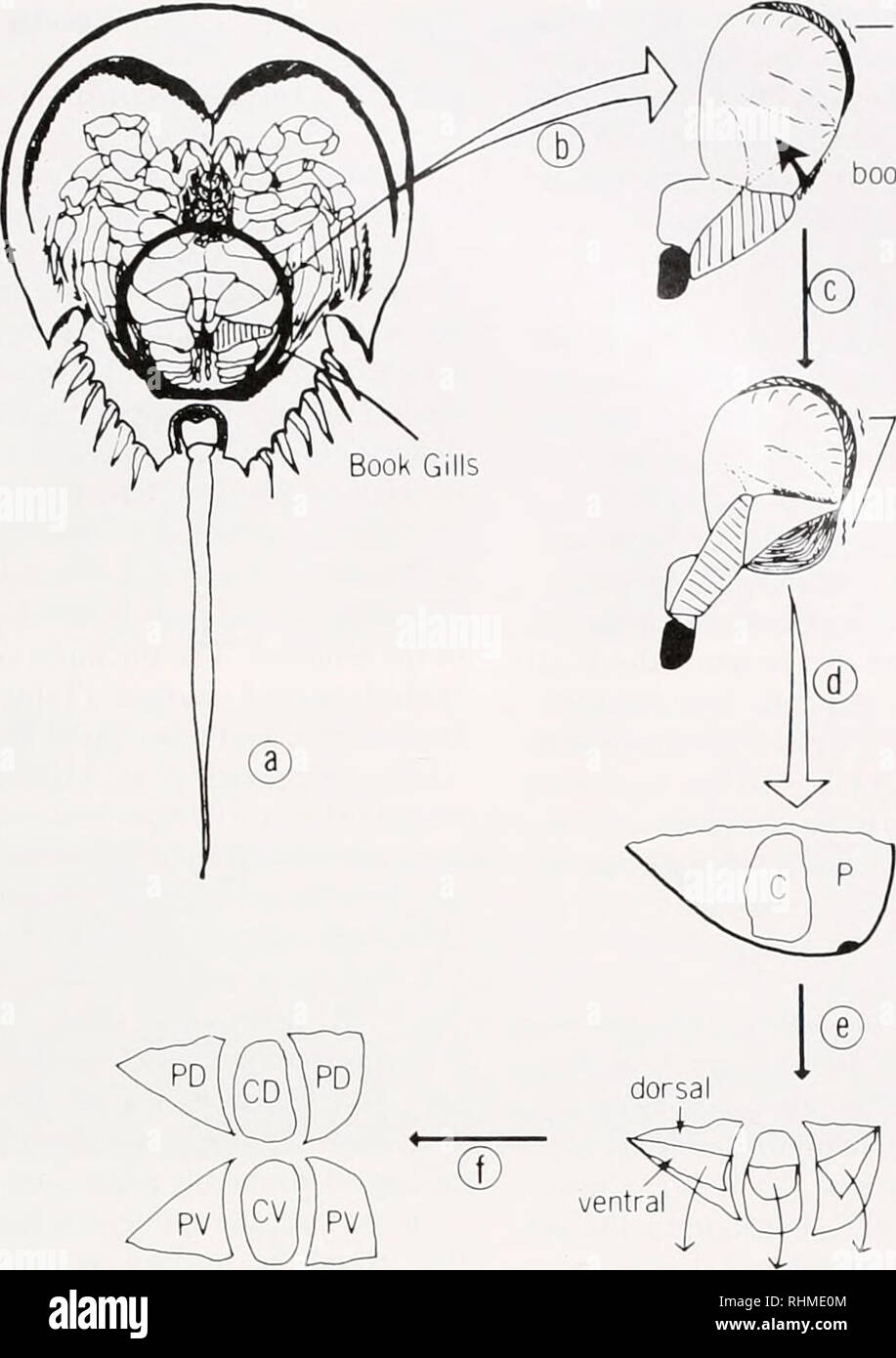 . The Biological bulletin. Biology; Zoology; Biology; Marine Biology ...