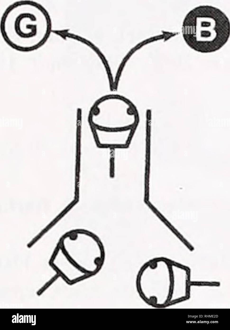 Grn i hi-res stock photography and images - Alamy