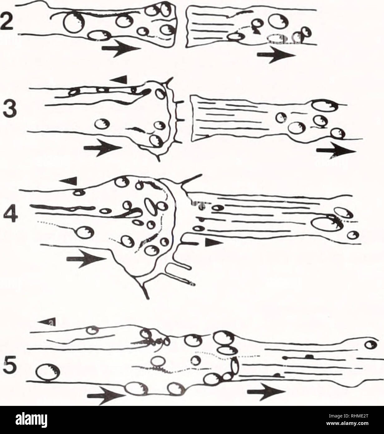 . The Biological bulletin. Biology; Zoology; Biology; Marine Biology ...