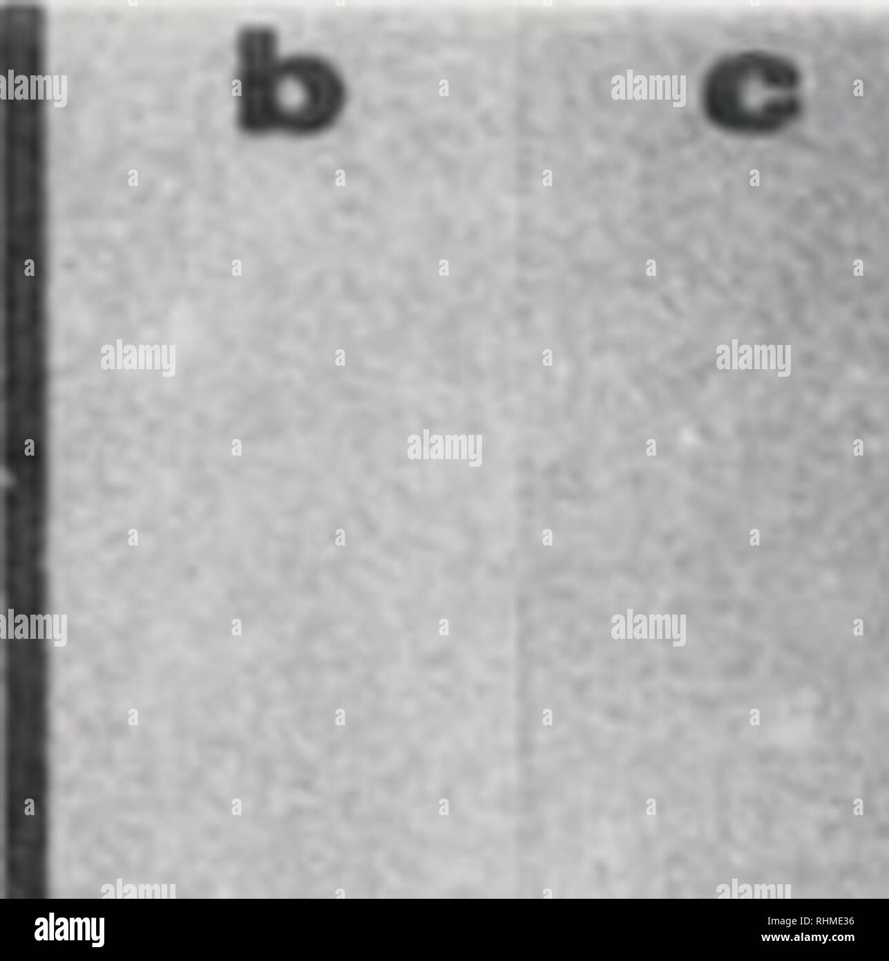 Cellulose digestion hi-res stock photography and images - Alamy