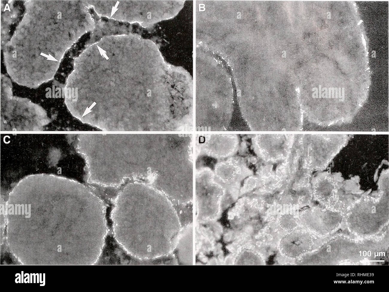 Male gonads hi-res stock photography and images - Alamy