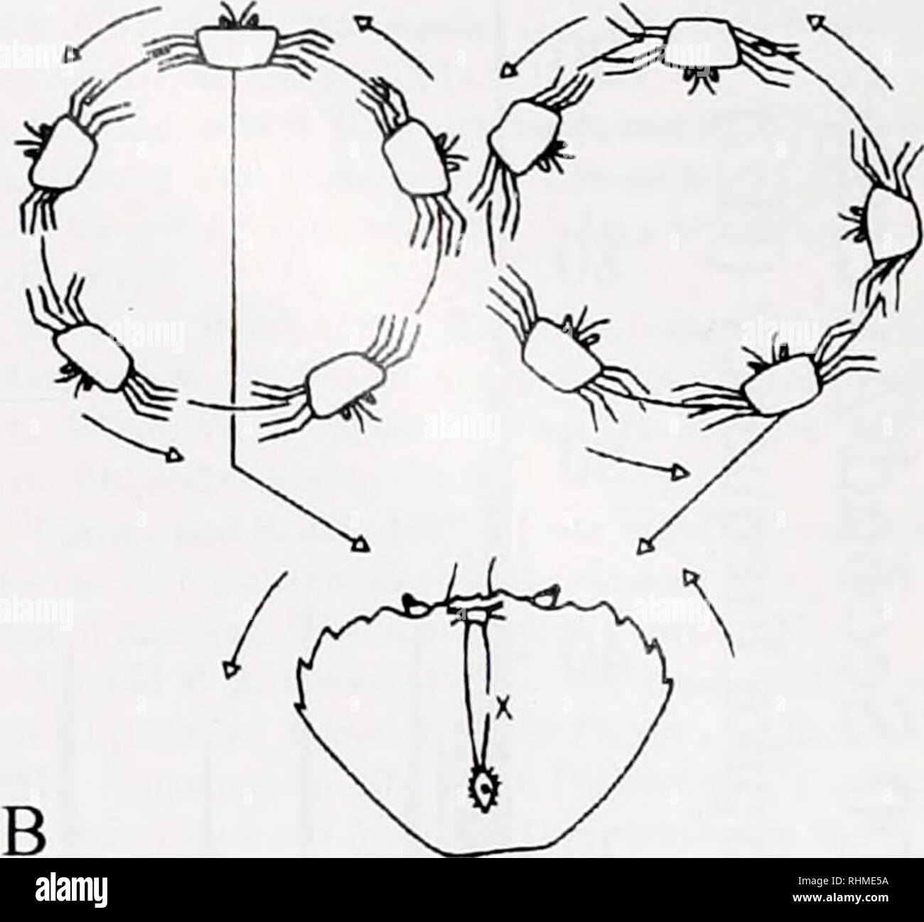 Extension phases hi-res stock photography and images - Alamy