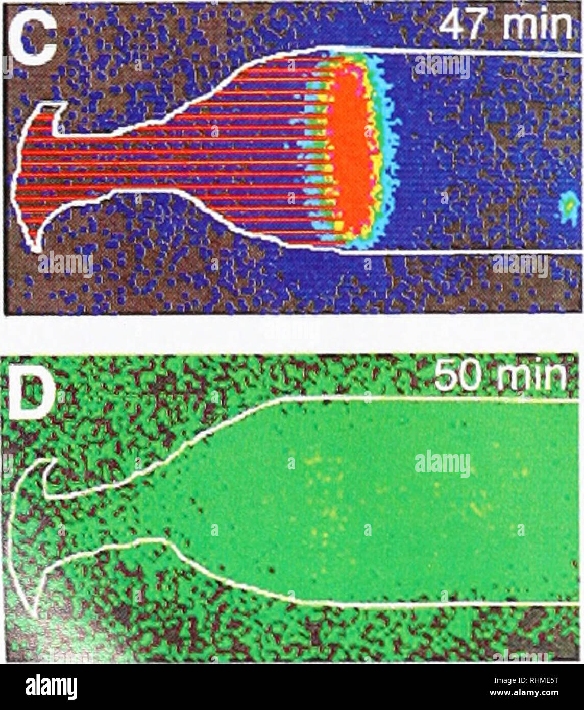 Giant axon hi-res stock photography and images - Alamy
