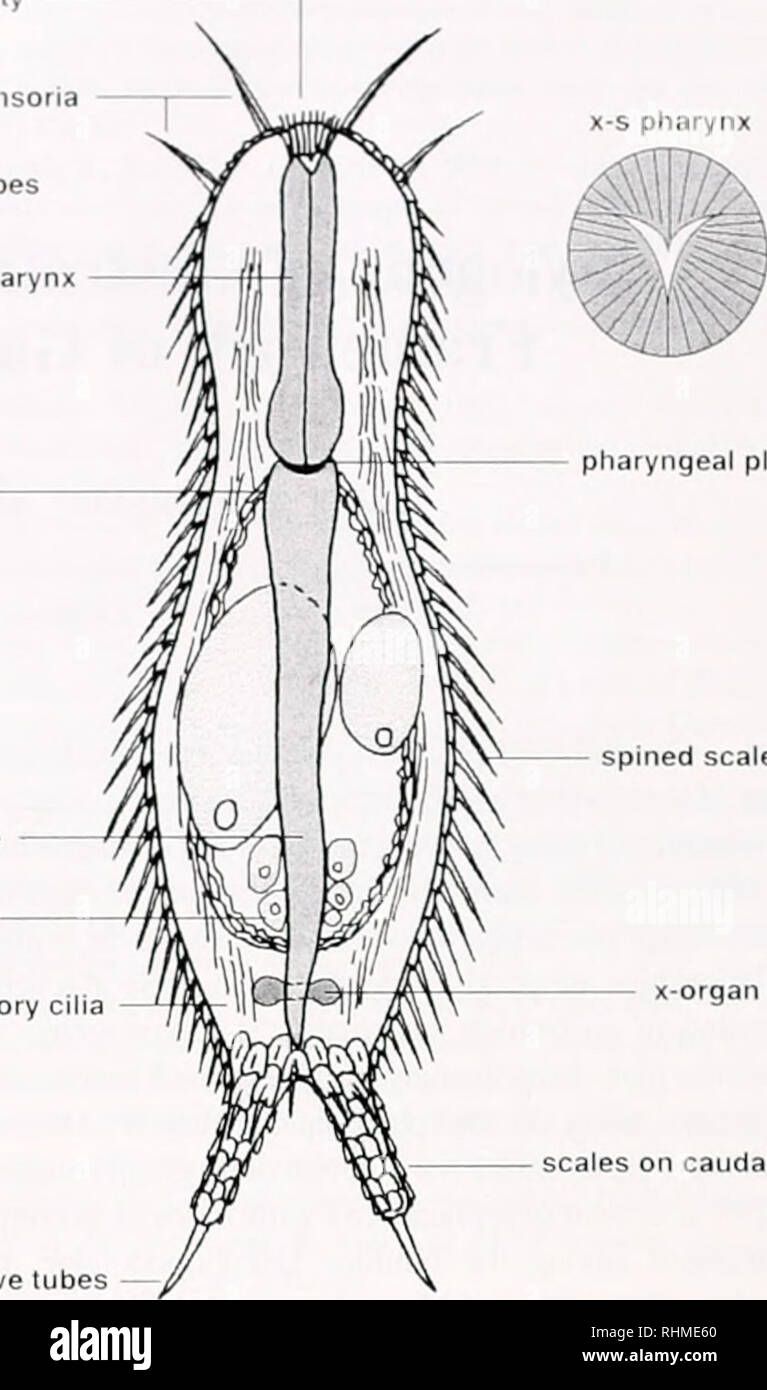 . The Biological bulletin. Biology; Zoology; Biology; Marine Biology ...