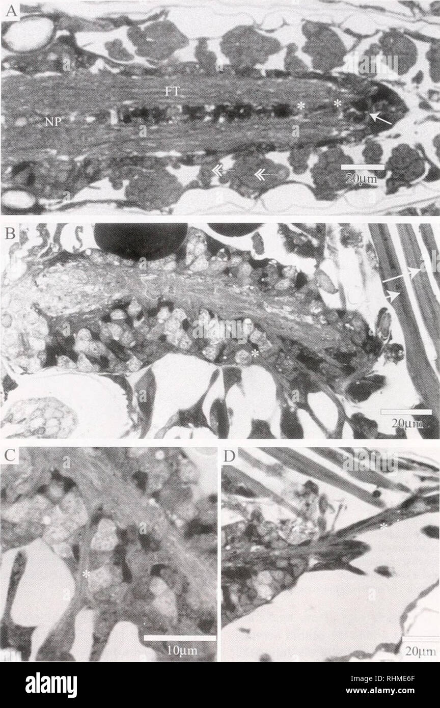 . The Biological bulletin. Biology; Zoology; Biology; Marine Biology ...