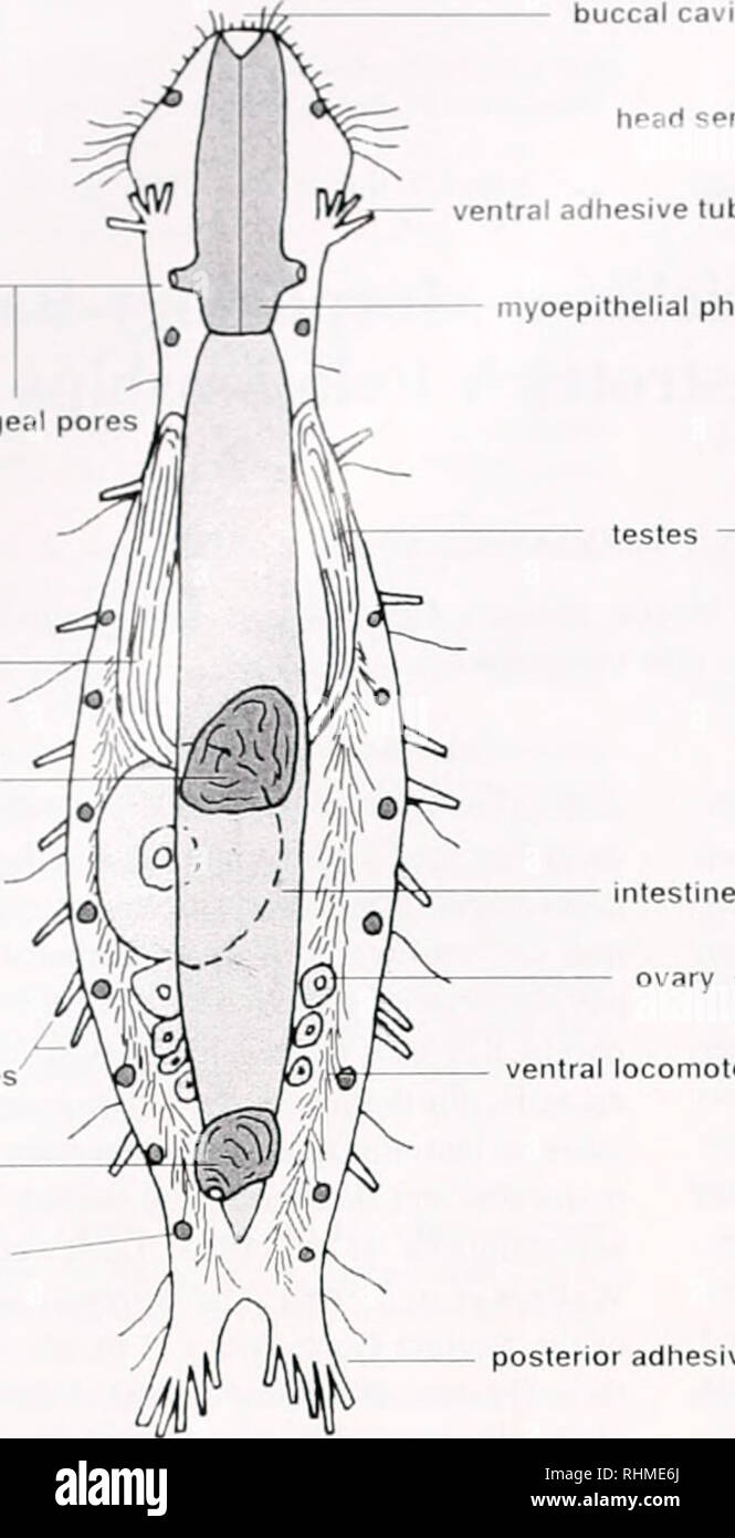 pharynx under microscope labeled
