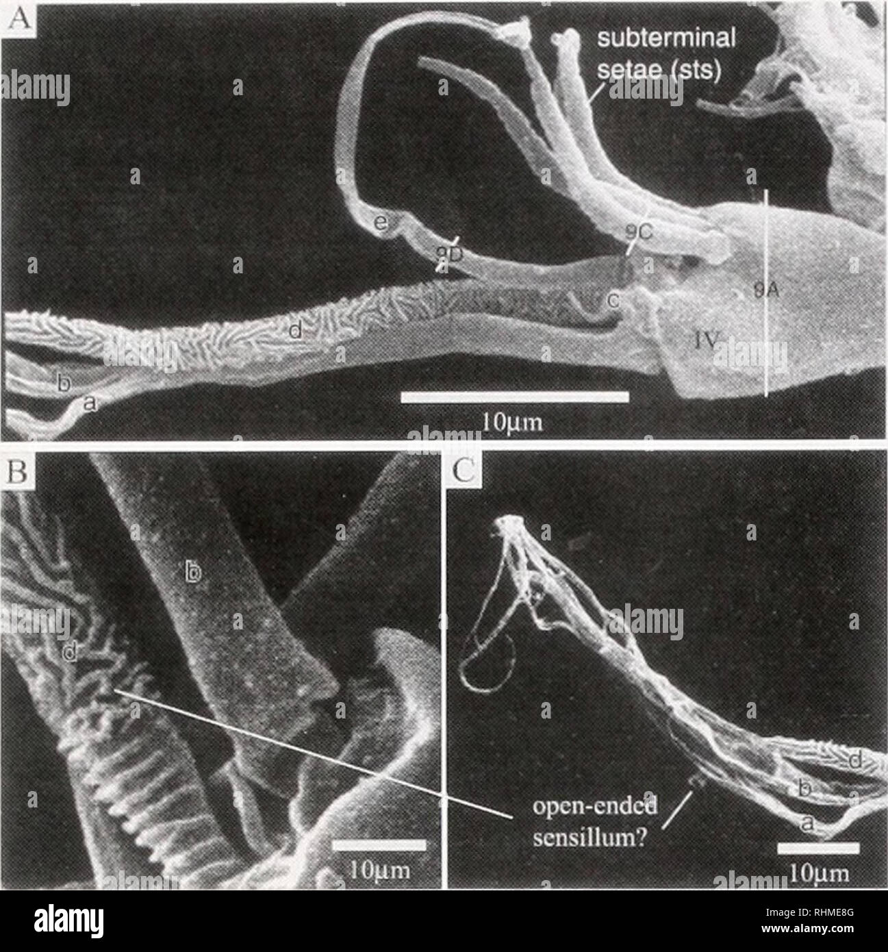. The Biological bulletin. Biology; Zoology; Biology; Marine Biology ...
