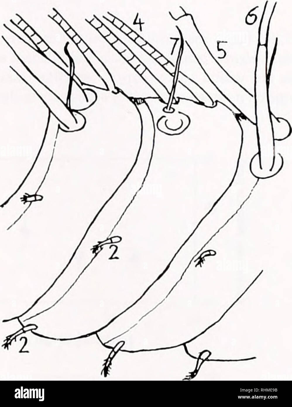 Seta simple hi-res stock photography and images - Alamy